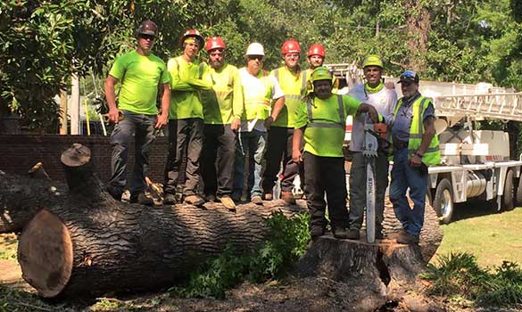 O.A.K. Tree Services In Aiken, SC | Certified Arborist