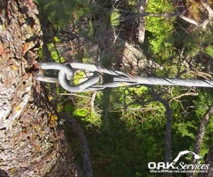 Tree Cabling & Bracing Service Aiken, SC | Certified Arborist